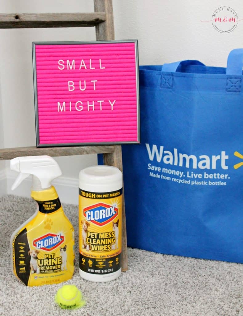 Must-Have Supplies For Small Dogs - Must Have Mom